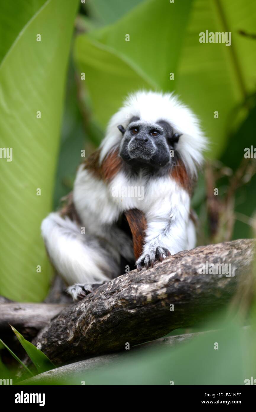 Cotton top tamarin monkey hi-res stock photography and images - Alamy
