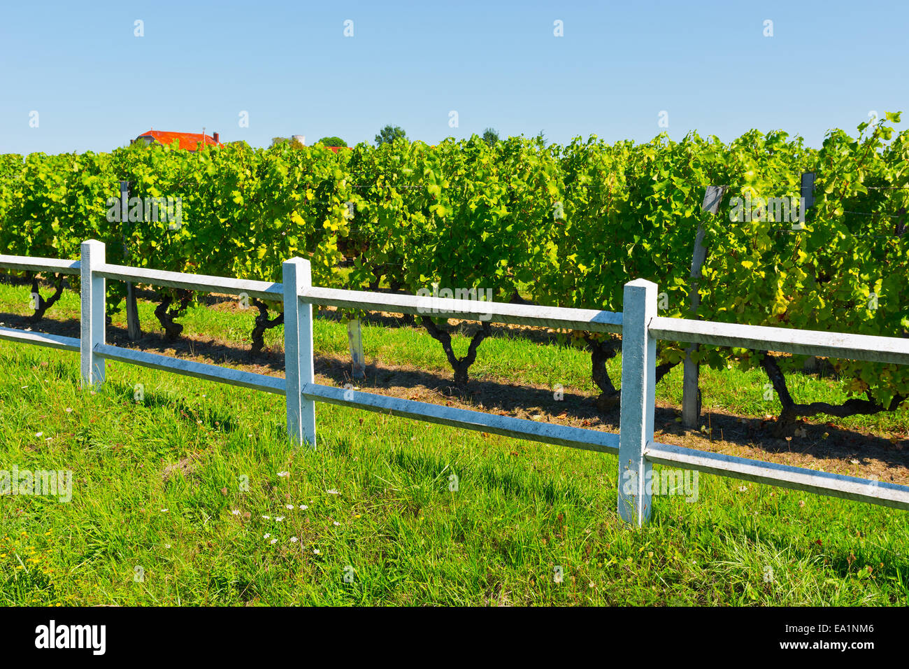 Grape vine garden fence hi-res stock photography and images - Alamy