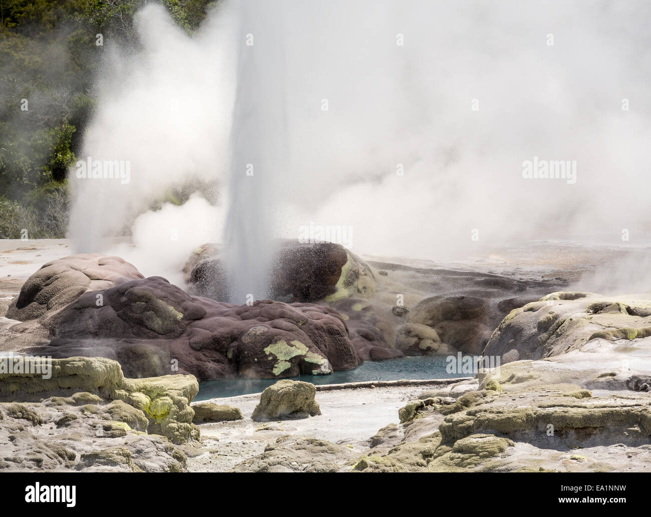 Whakarewarewa thermal geyser area Stock Photo - Alamy