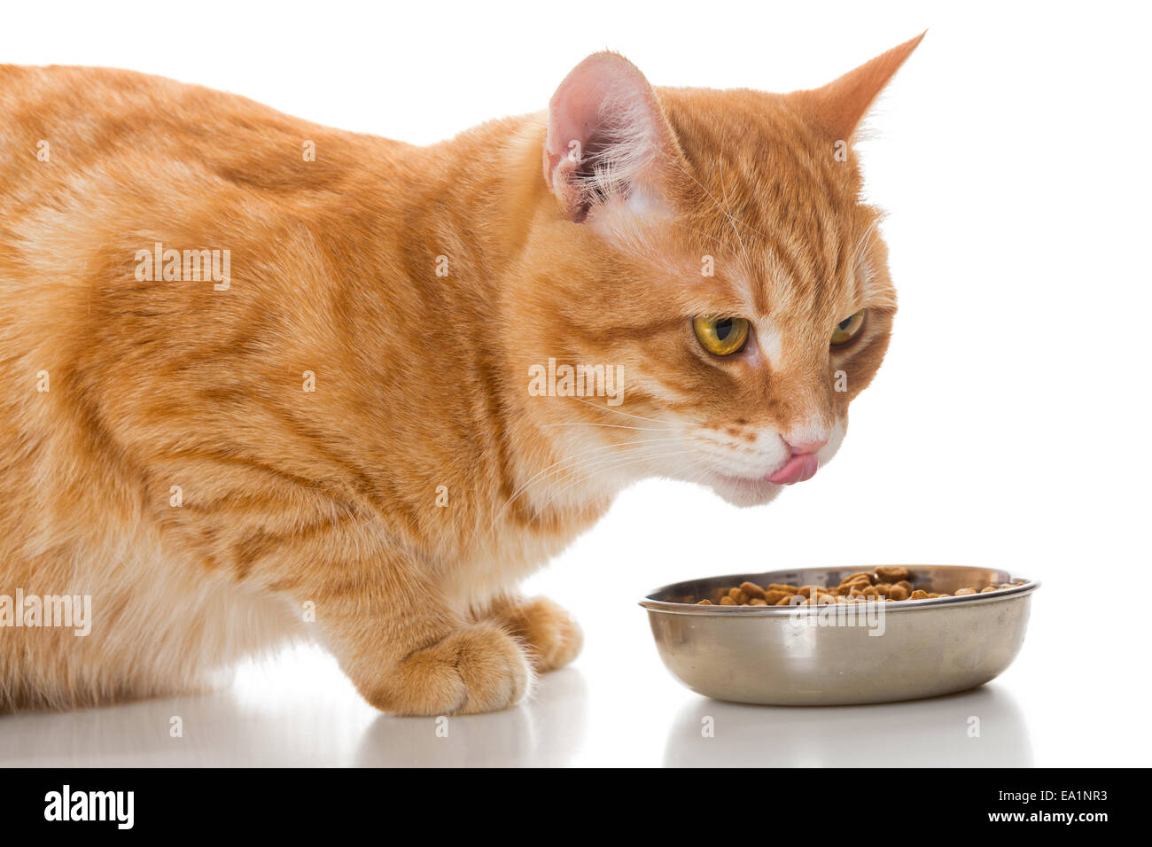 Striped orange cat eats a dry feed, is isolated on a white background ...