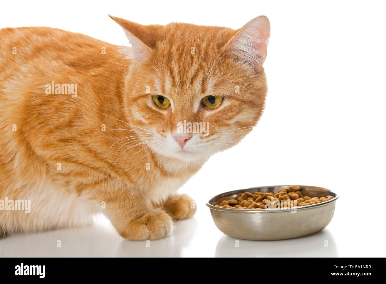 Striped orange cat and dry feed, is isolated on a white background ...