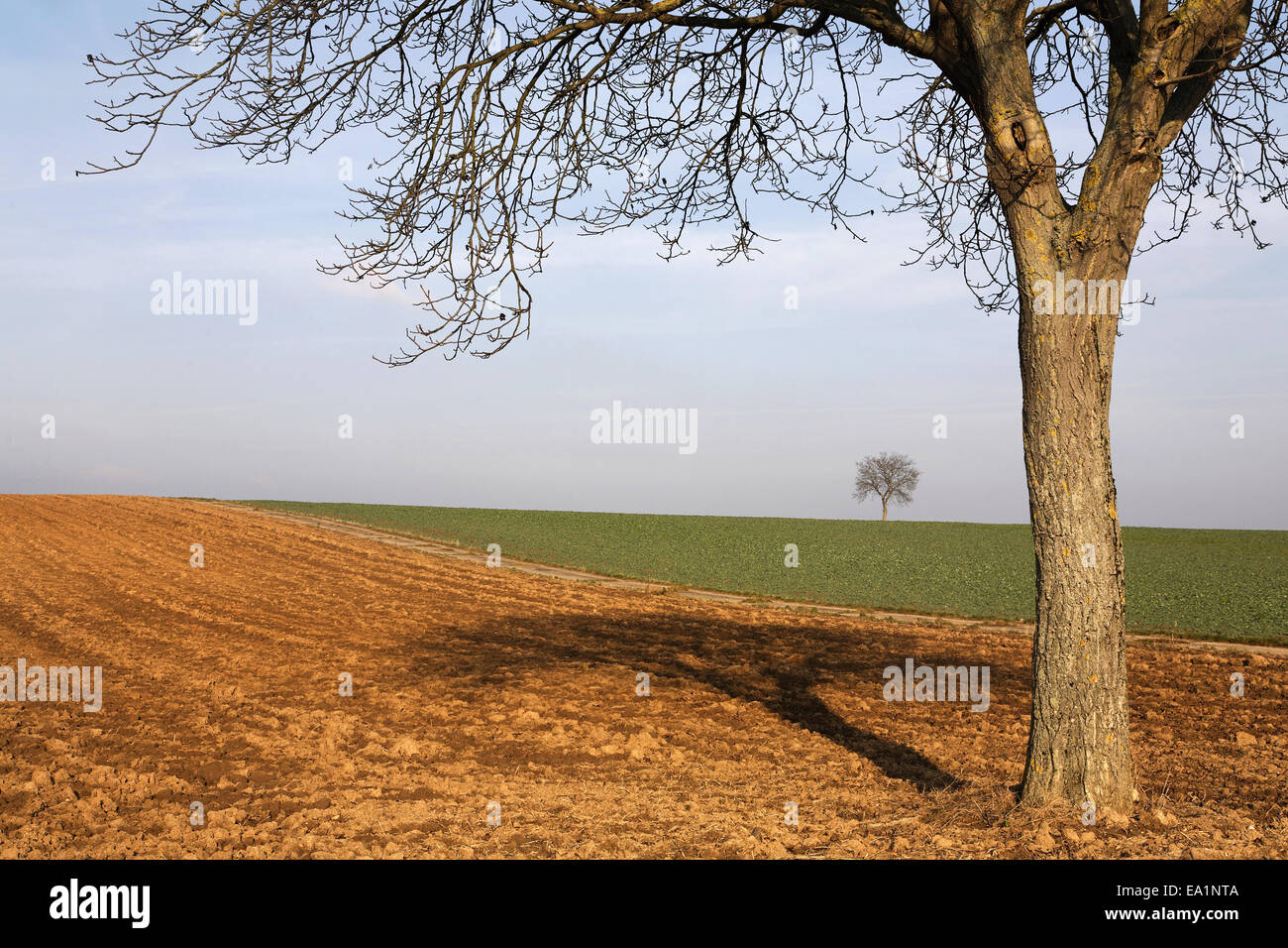 Shade tree hi-res stock photography and images - Alamy