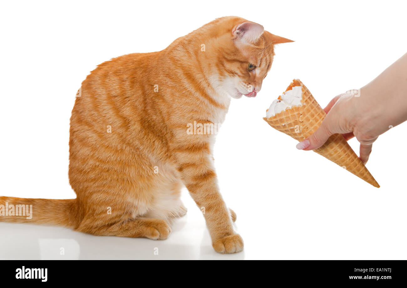 Cat and ice cream, isolated on white background Stock Photo - Alamy