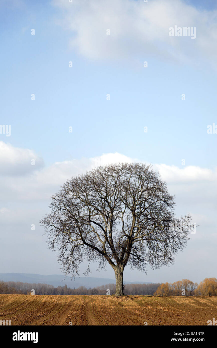 Solitar hi-res stock photography and images - Alamy