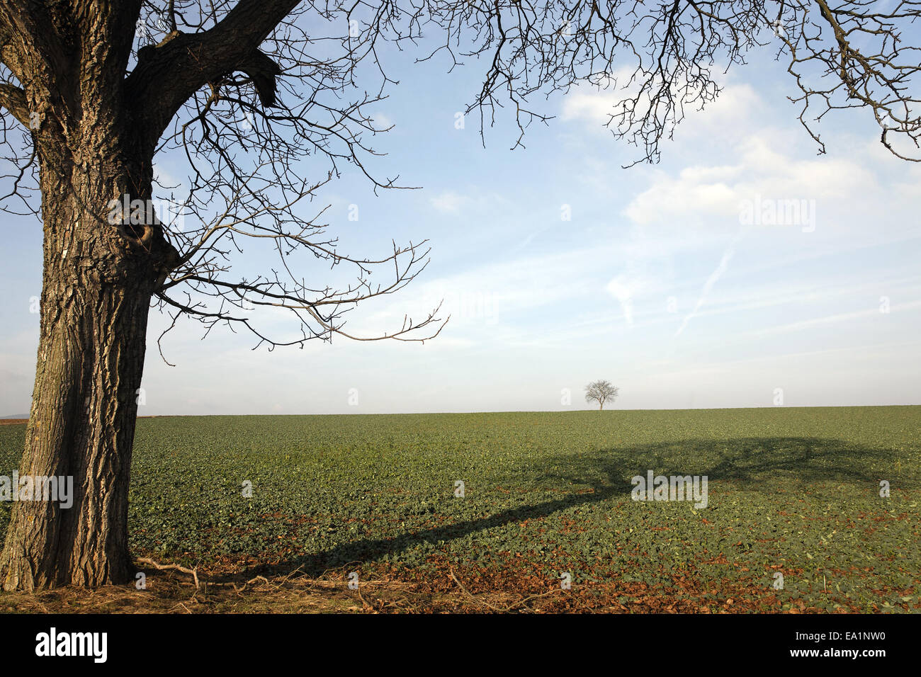 Shade tree hi-res stock photography and images - Alamy