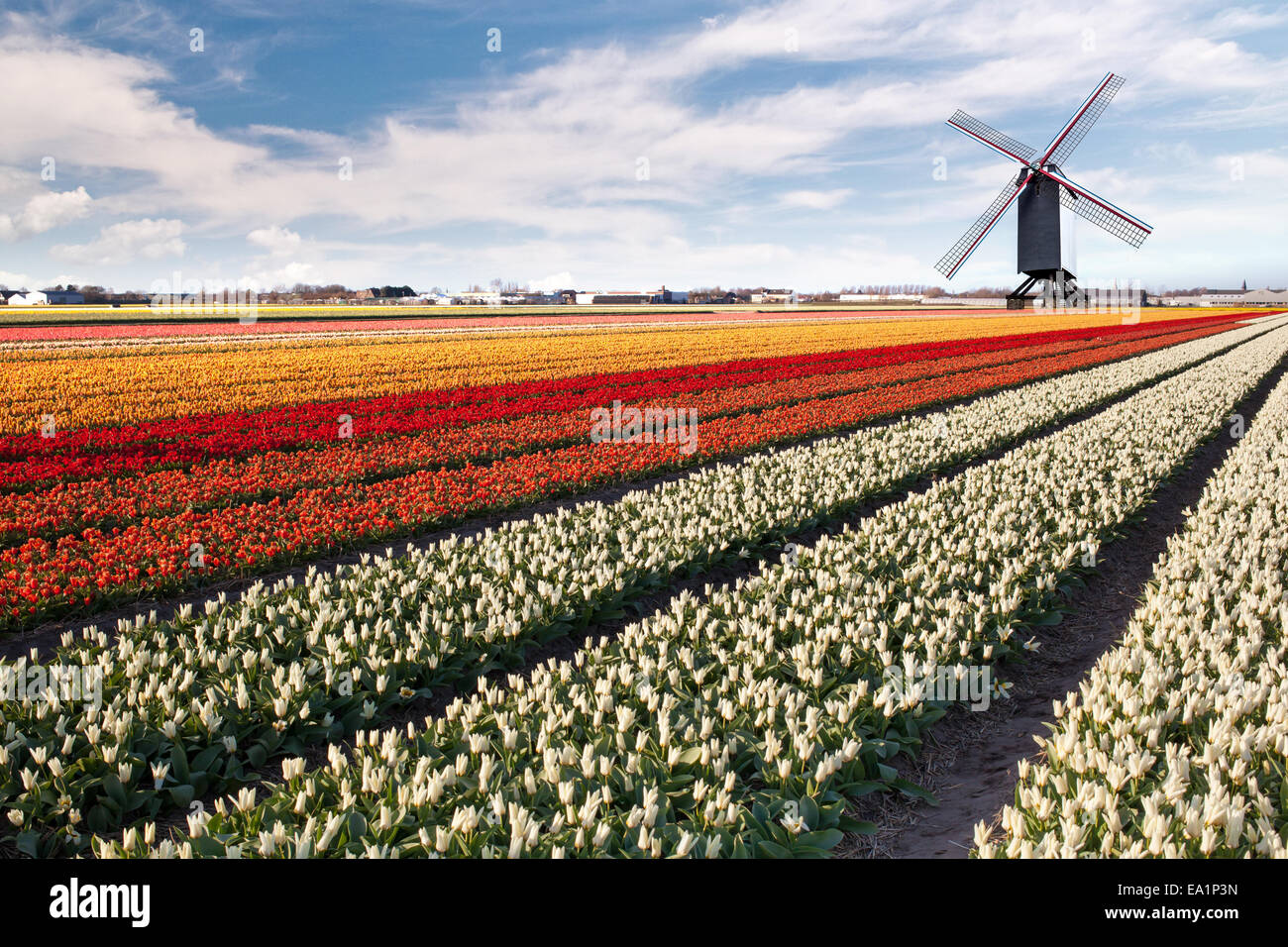 Windmill on field of tulips Stock Photo - Alamy