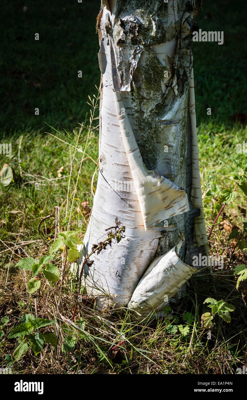 Peeling old bark from silver birch tree, 'Silver Shadow' Stock Photo ...