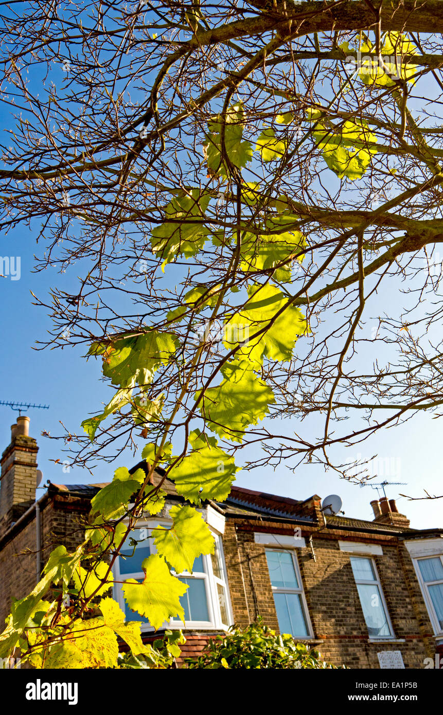 A grape vine climbs into the branches of a tree Stock Photo - Alamy