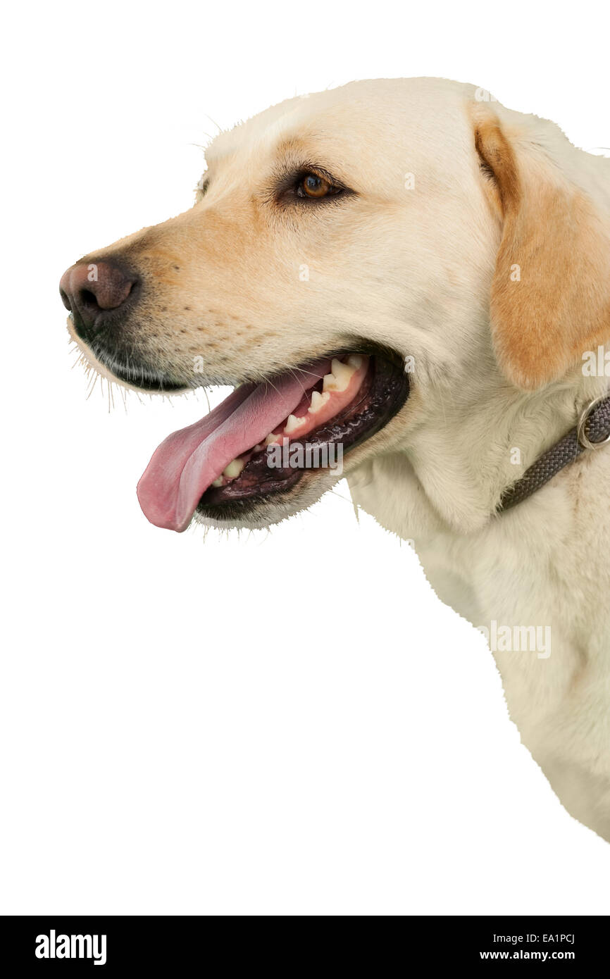 Cute labrador dog Stock Photo - Alamy