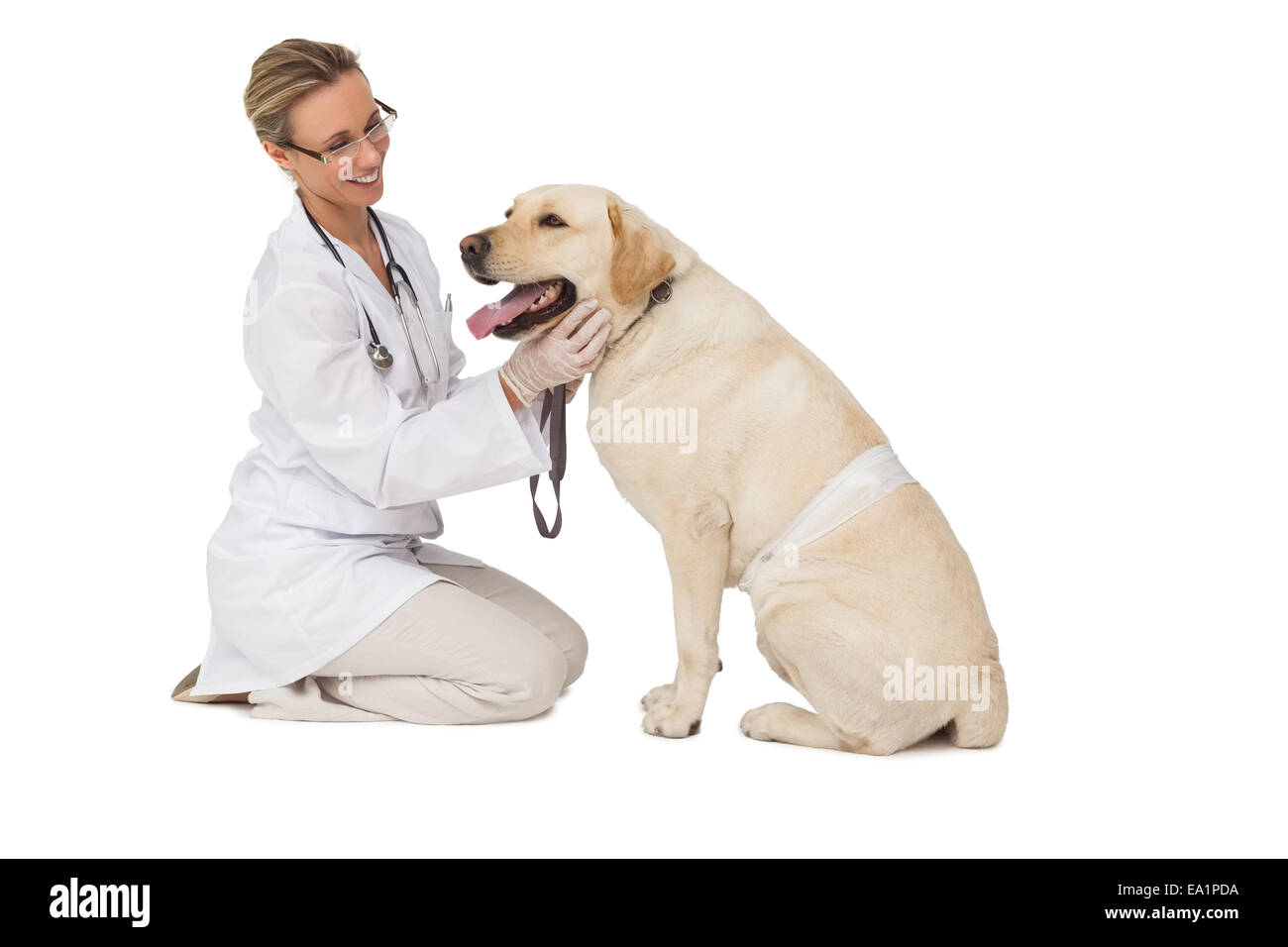 Pretty vet petting yellow labrador dog Stock Photo - Alamy