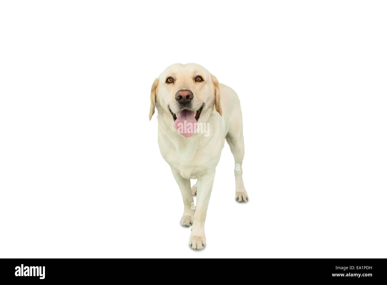 Yellow labrador dog standing Stock Photo - Alamy