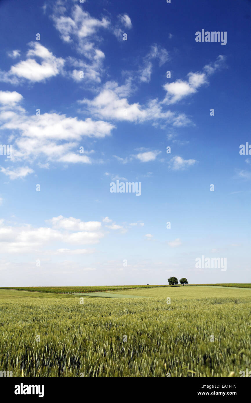 Cornfields hi-res stock photography and images - Alamy