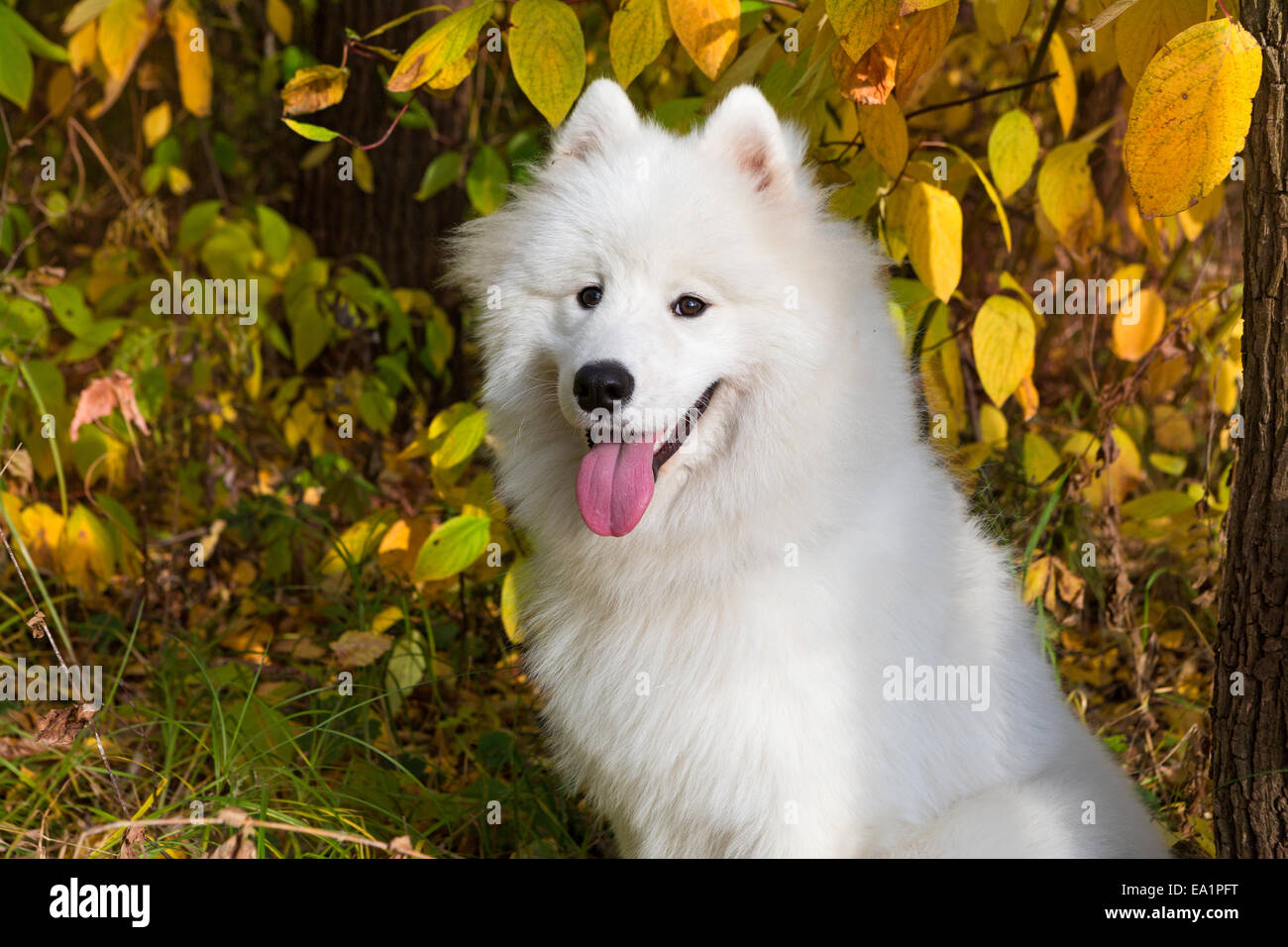 Giant Samoyed