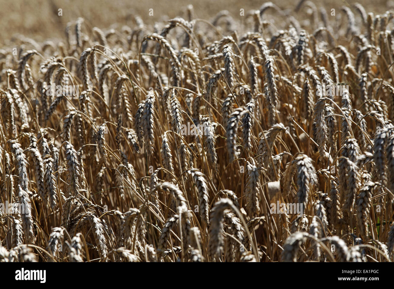 Getreide reifen hi-res stock photography and images - Alamy