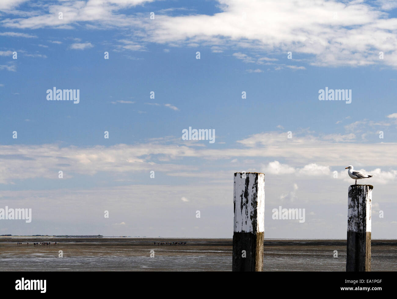 Nationalpark wadden sea hi-res stock photography and images - Alamy