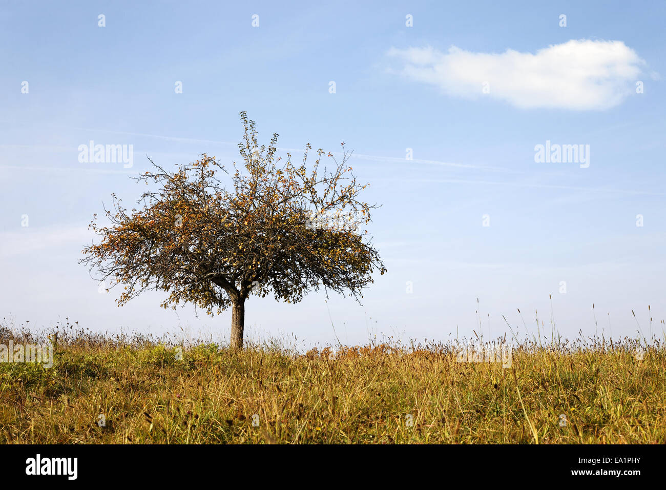 Apple tree in autumn Stock Photo - Alamy