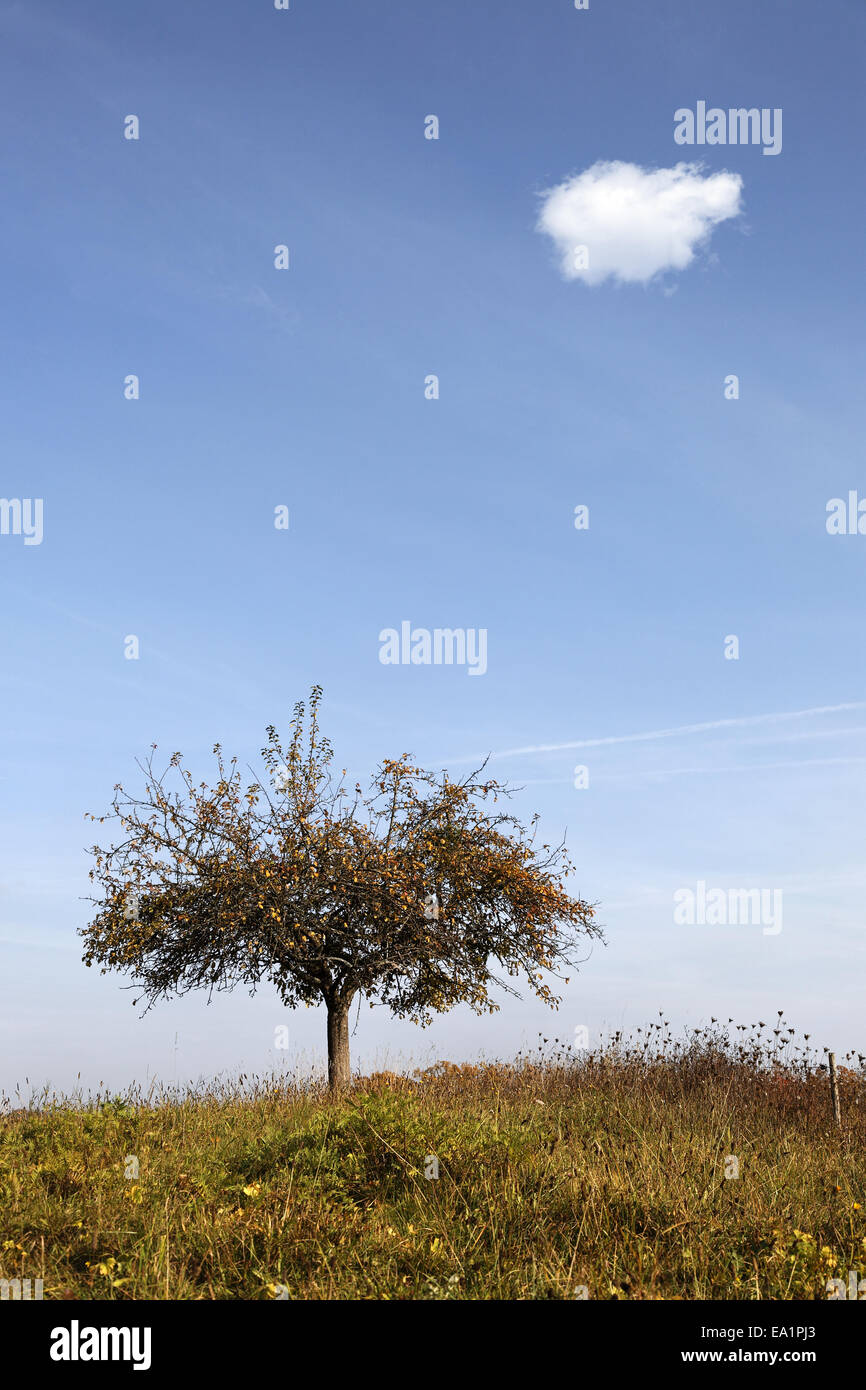 Apple tree in autumn Stock Photo - Alamy