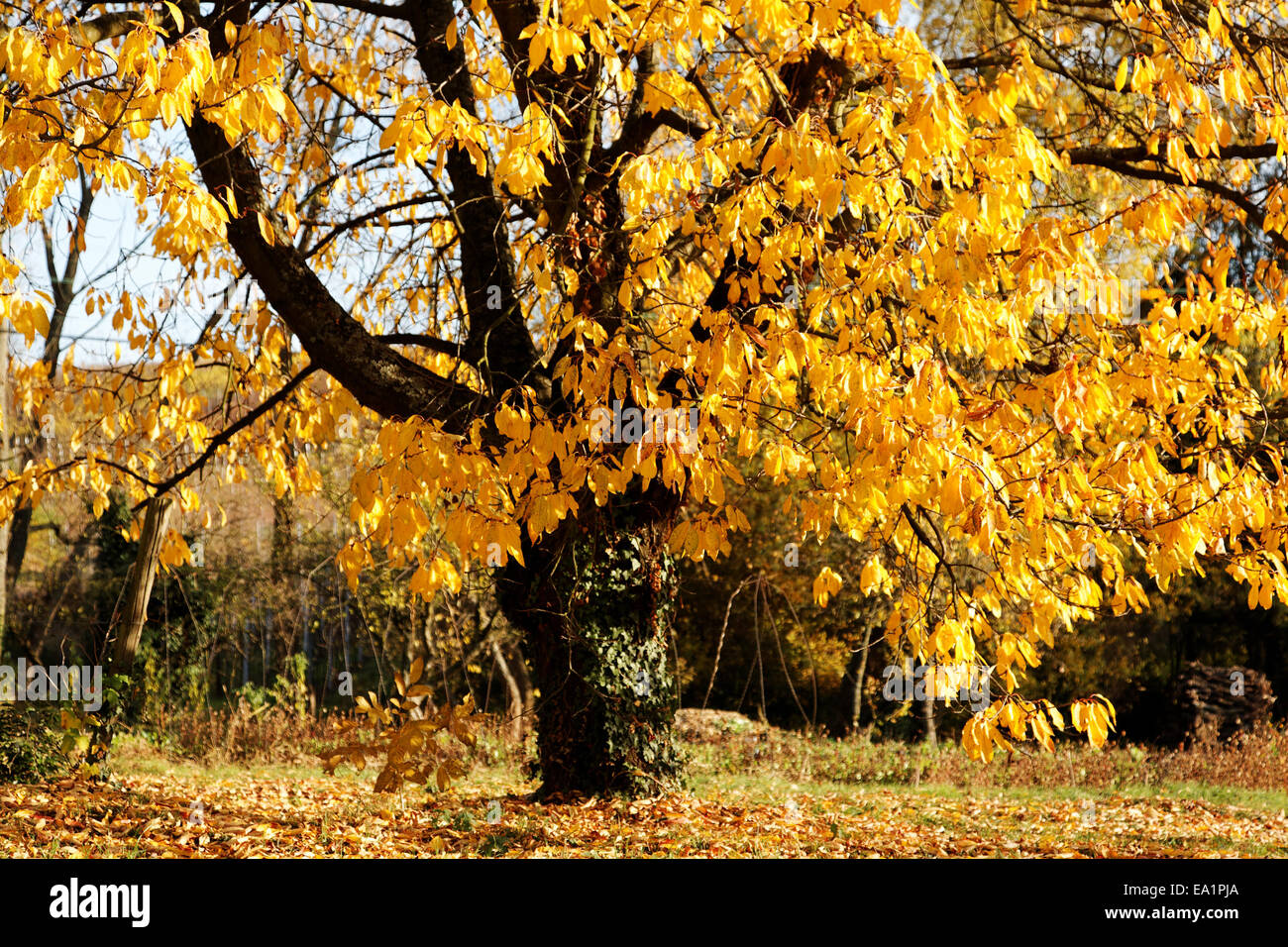 Wiese zaun hi-res stock photography and images - Alamy