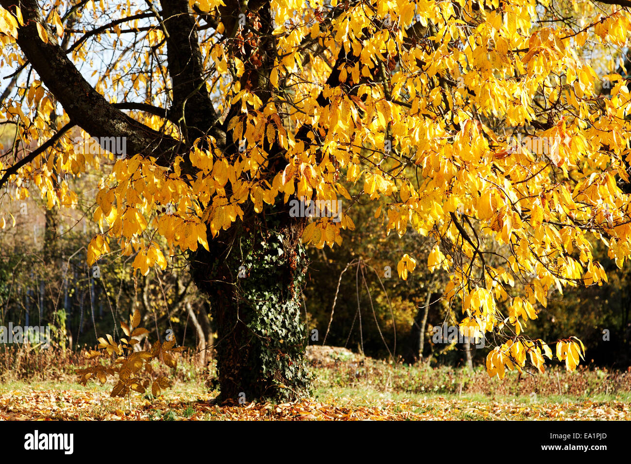 Baumstamm zaun hi-res stock photography and images - Alamy