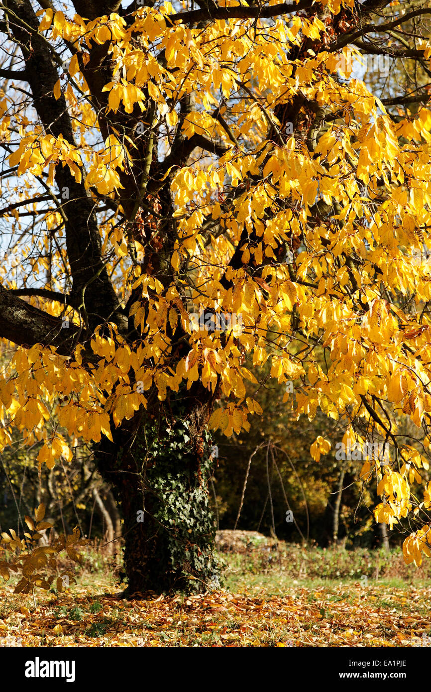Autumn fa hi-res stock photography and images - Alamy