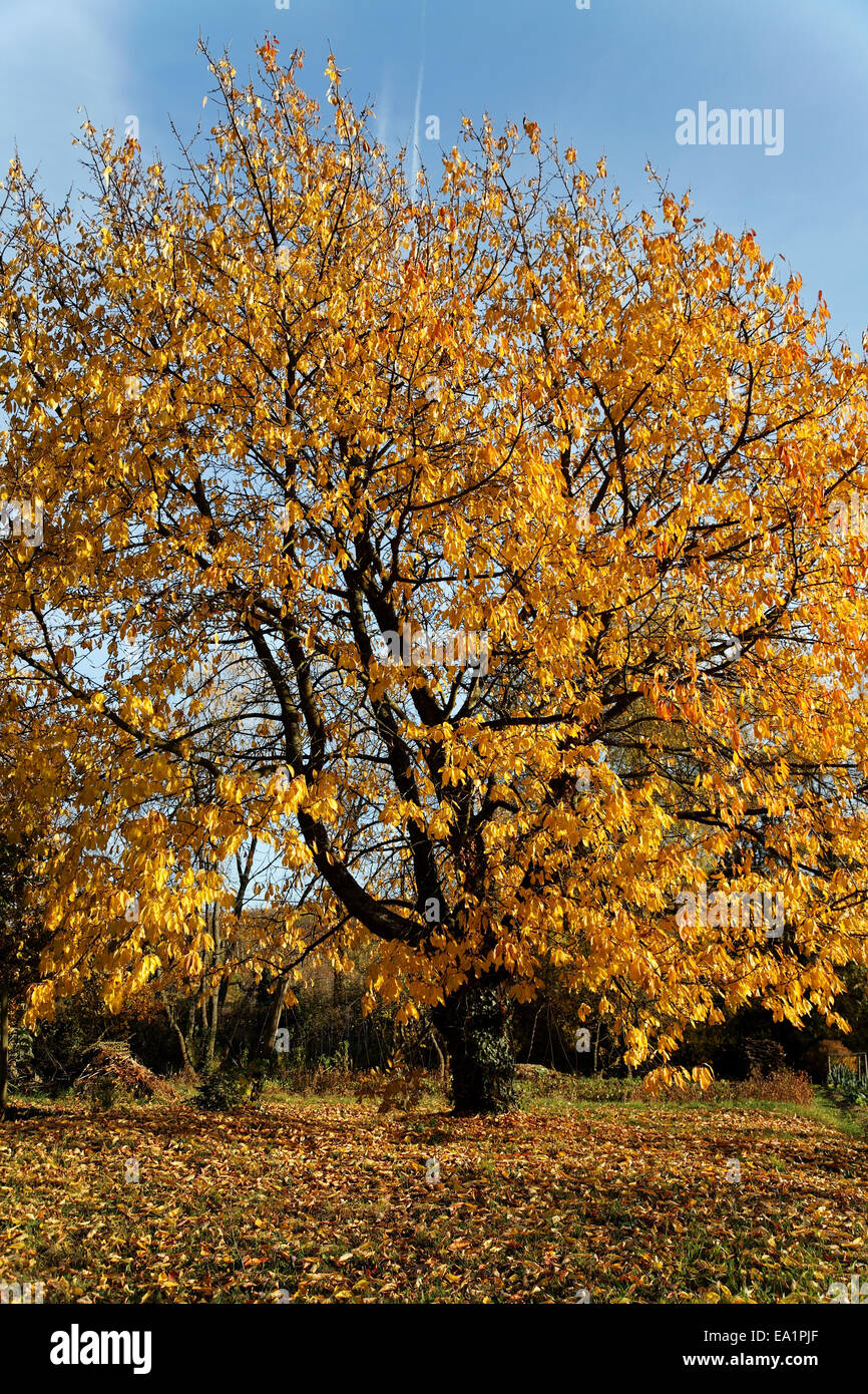 Kirschbaum blaetter hi-res stock photography and images - Alamy