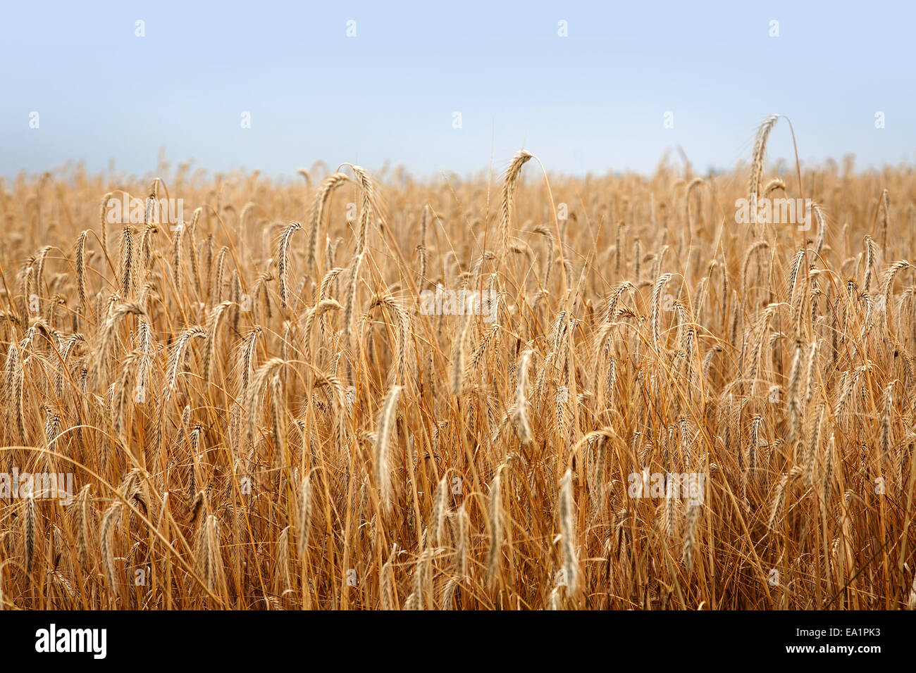 Getreide reifen hi-res stock photography and images - Alamy