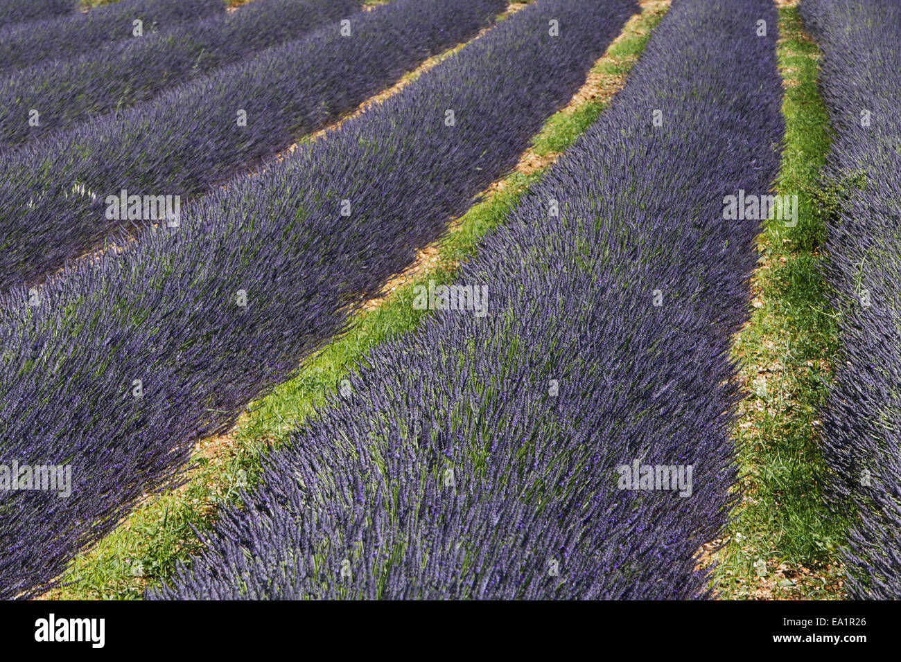 Lavandin field hi-res stock photography and images - Alamy