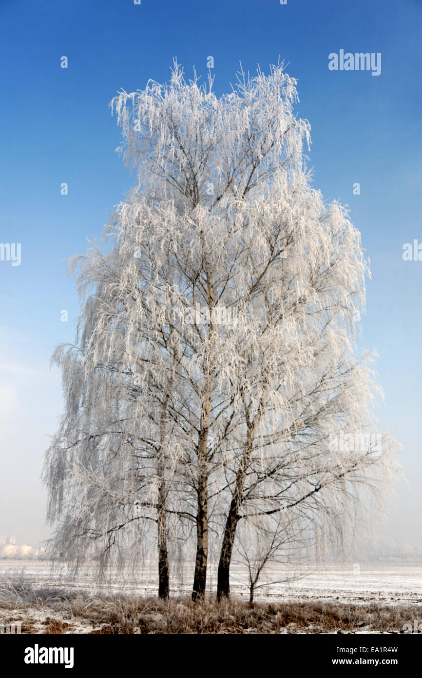 Baum frost hi-res stock photography and images - Alamy