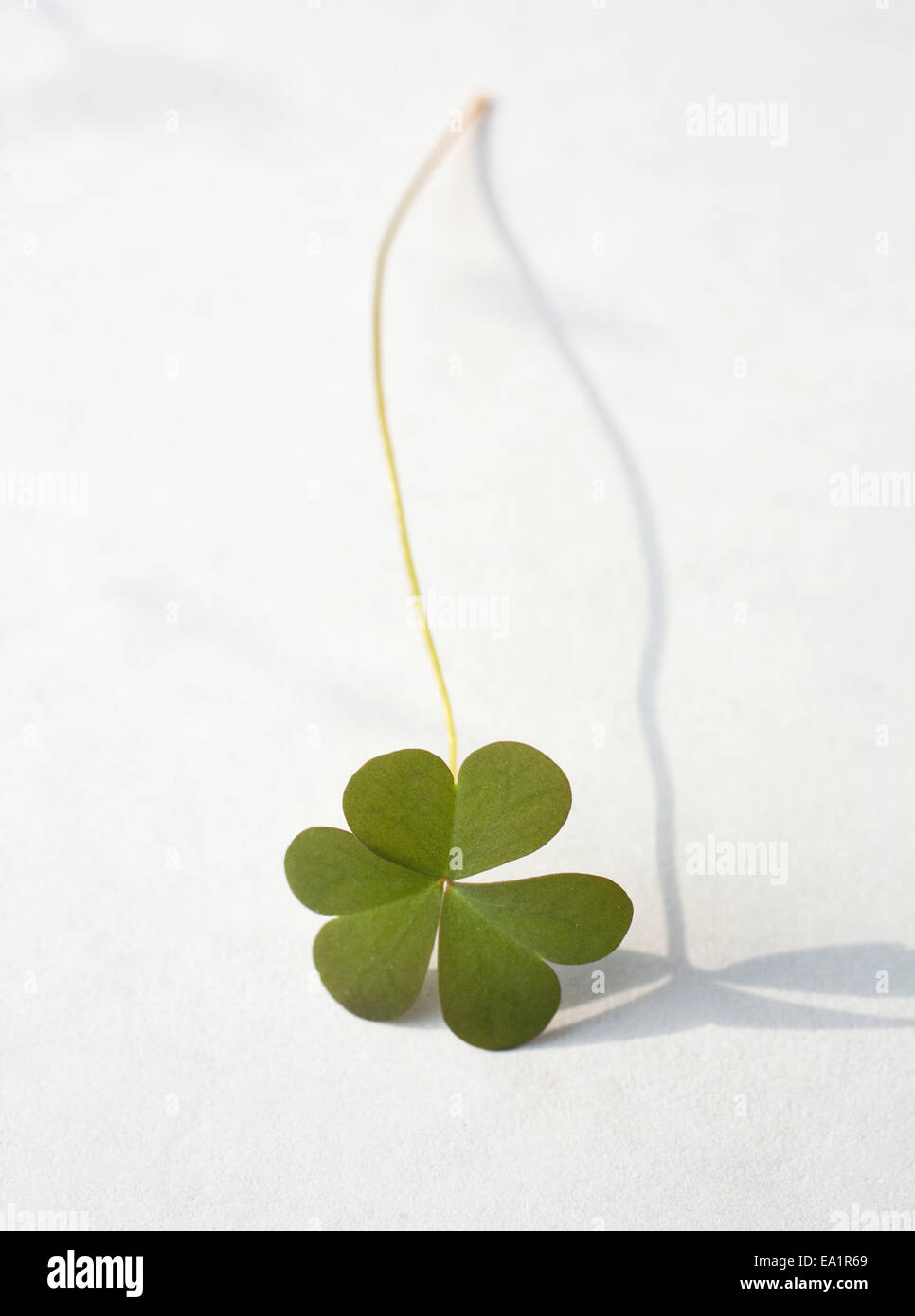 a single clover on white Stock Photo - Alamy