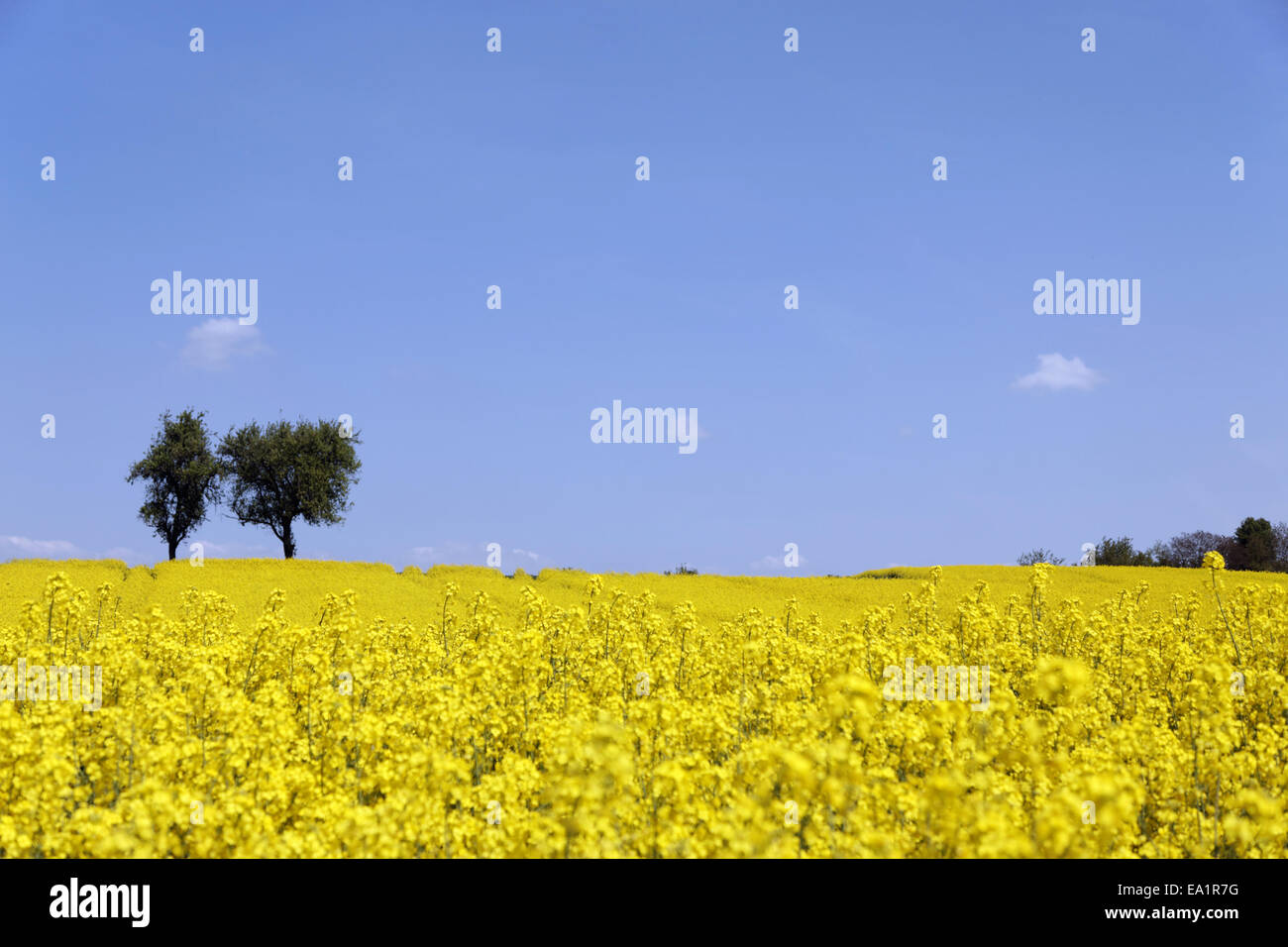 Rapeseed feld hi-res stock photography and images - Alamy