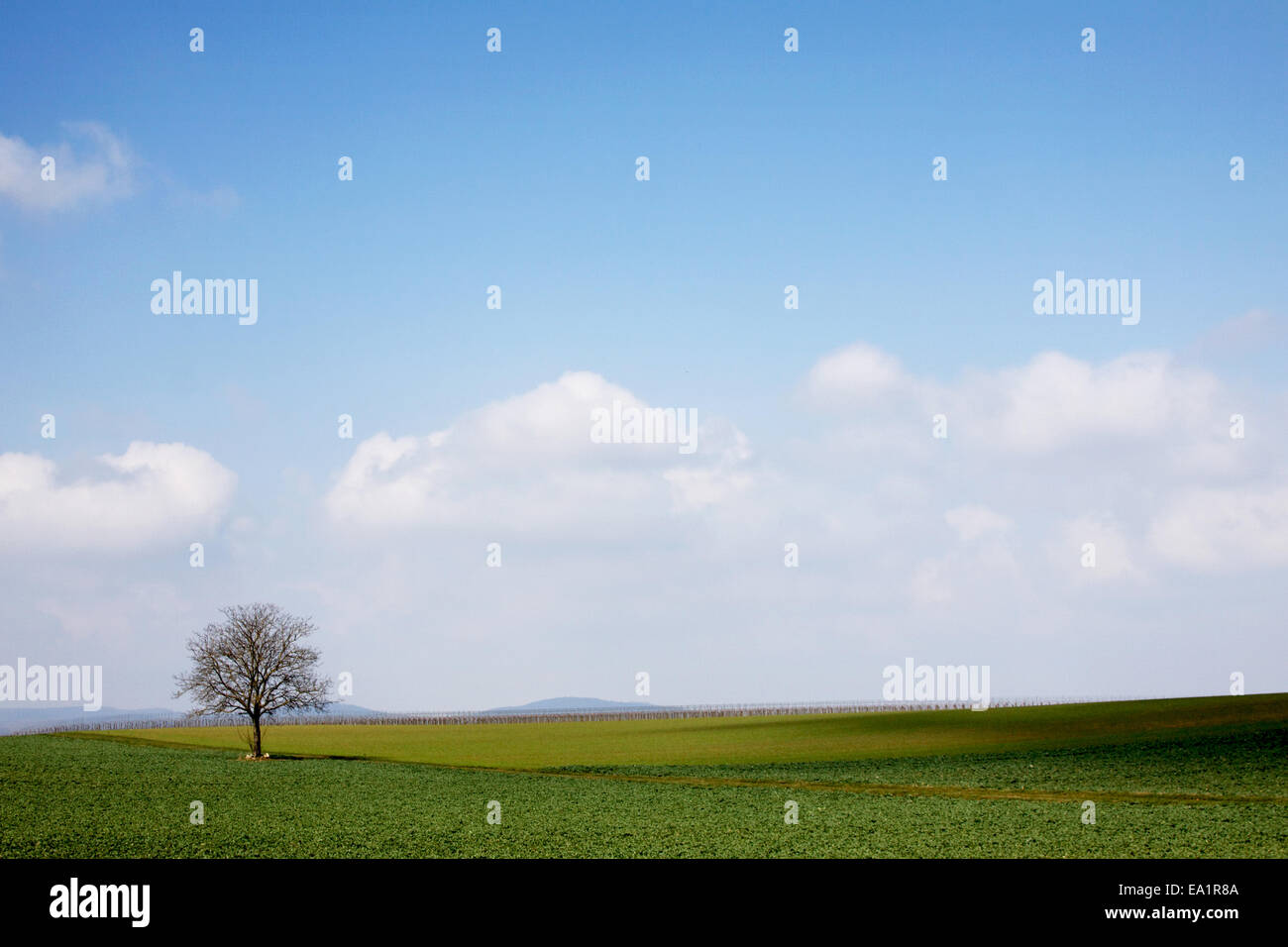 Tree in spring Stock Photo - Alamy