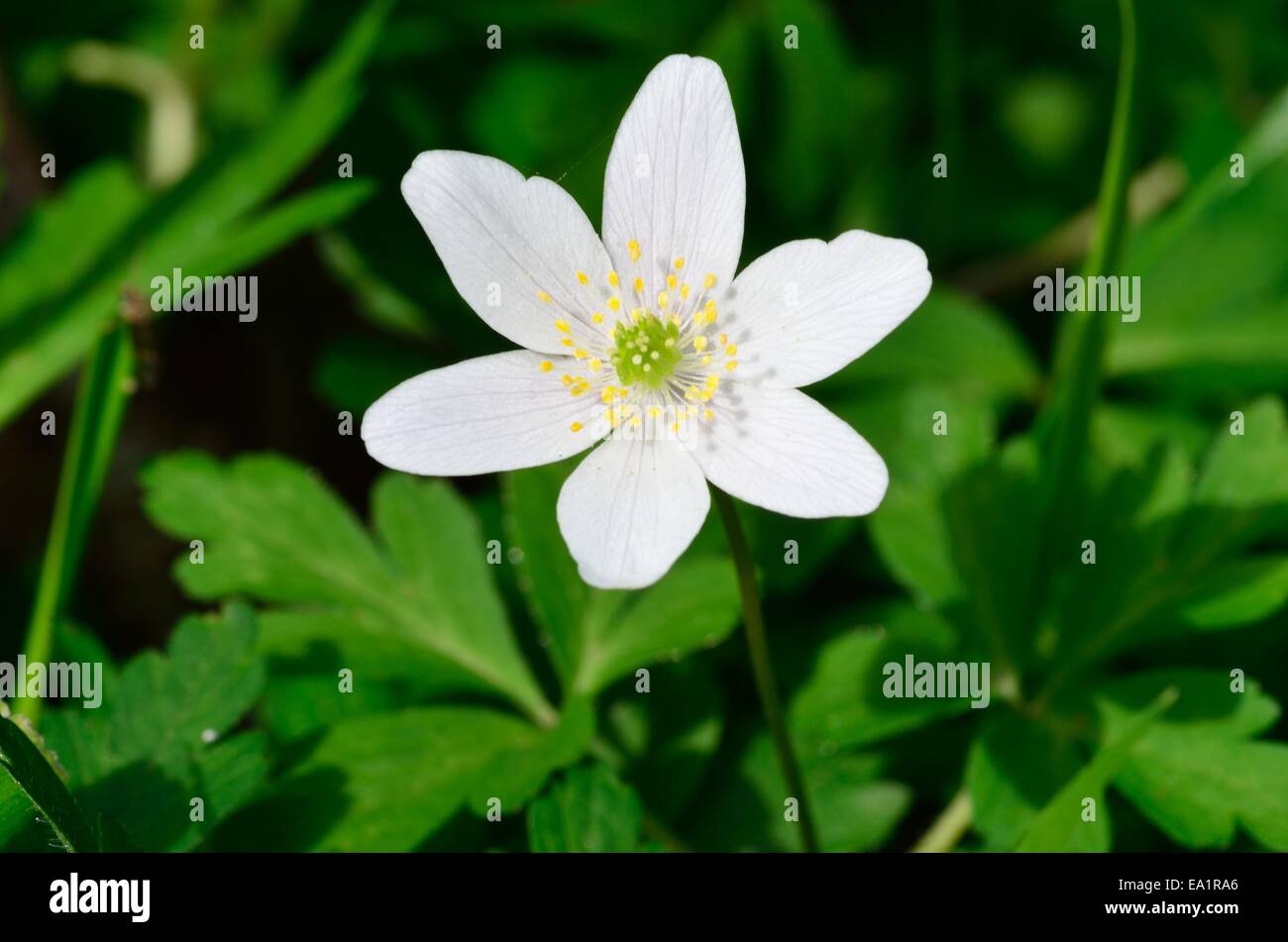 Single anemone with leaf background Stock Photo - Alamy