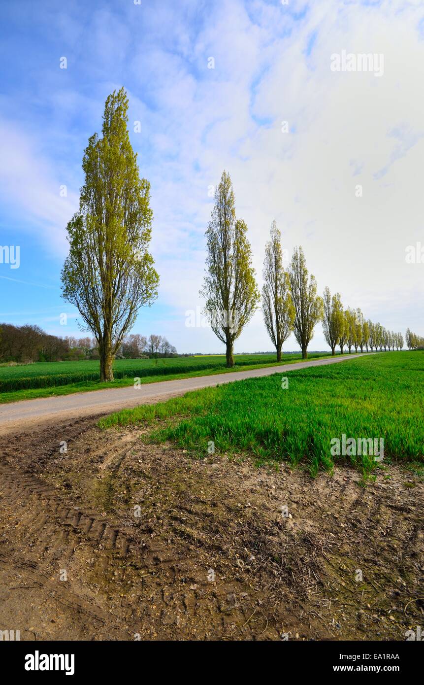 Row of trees hi-res stock photography and images - Alamy