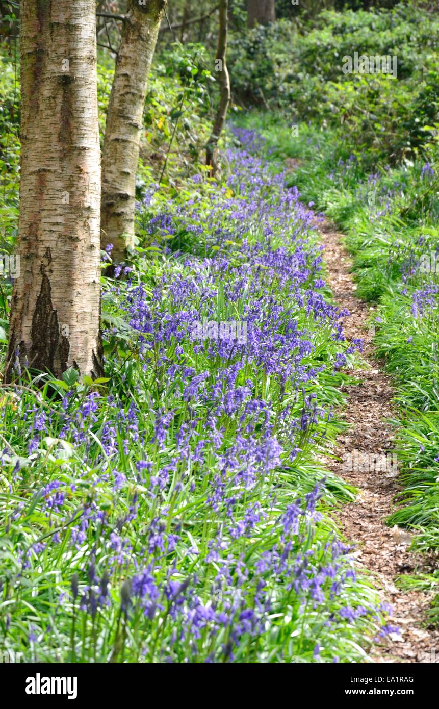 Pathway and Bluebells in forest Stock Photo - Alamy