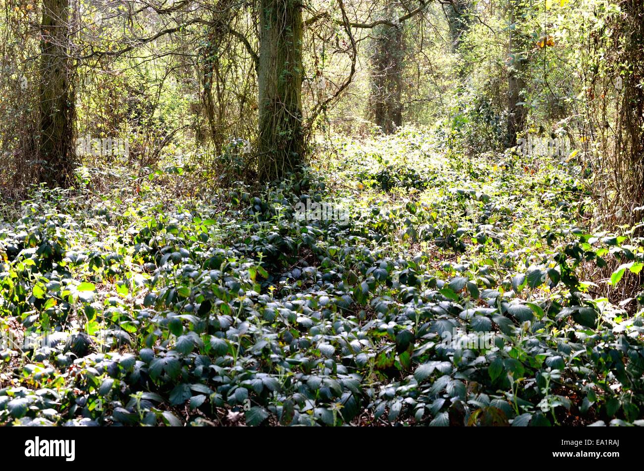 Scenic undergrowth hi-res stock photography and images - Alamy