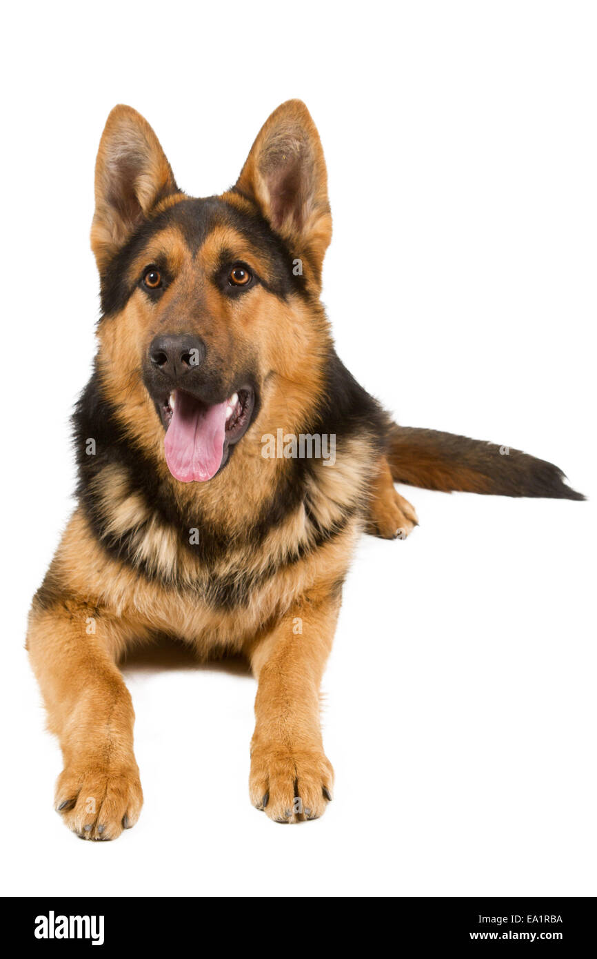 Large german domestic dog Cut Out Stock Images & Pictures - Alamy