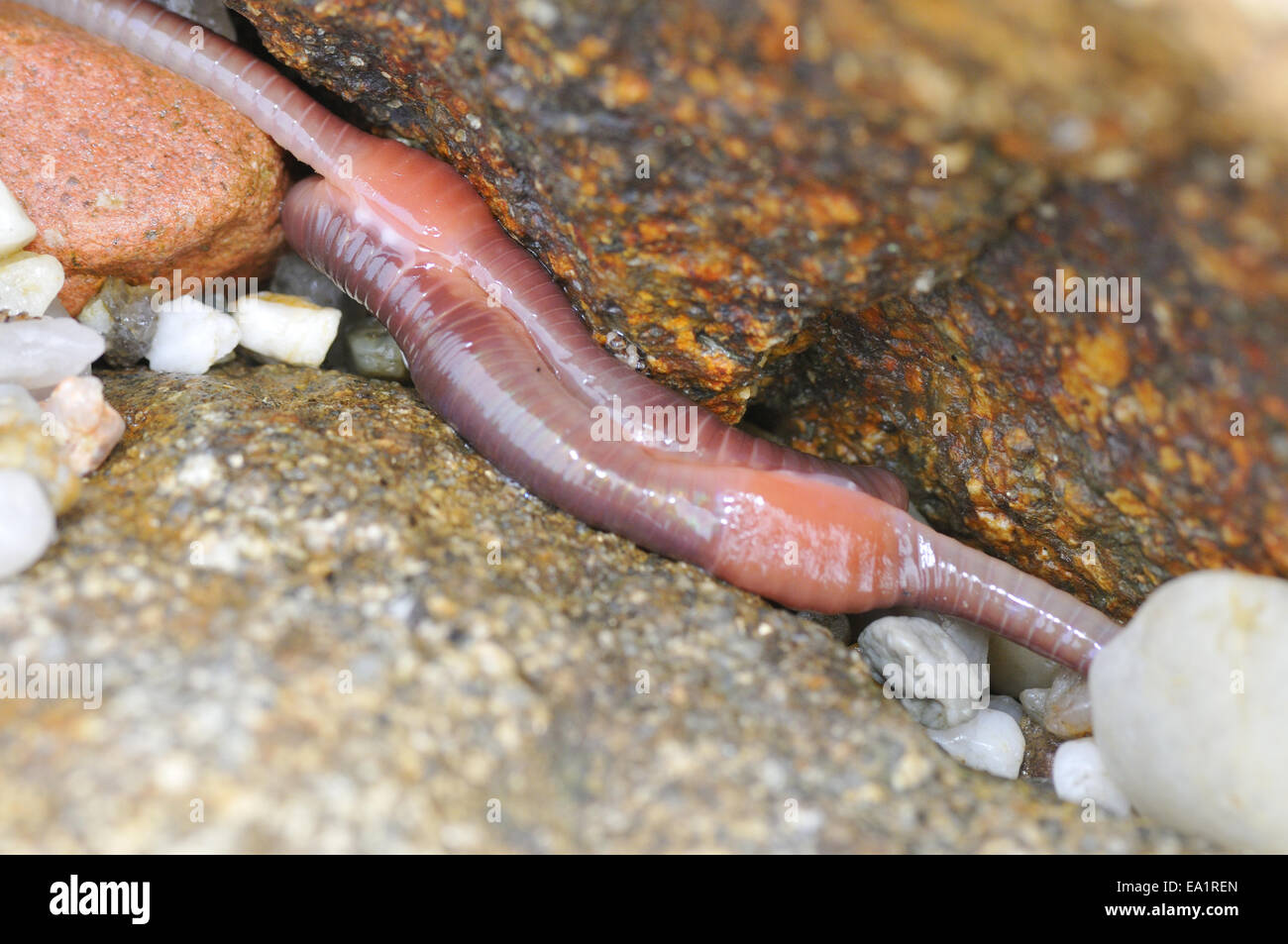 Segmented earthworm hi-res stock photography and images - Alamy