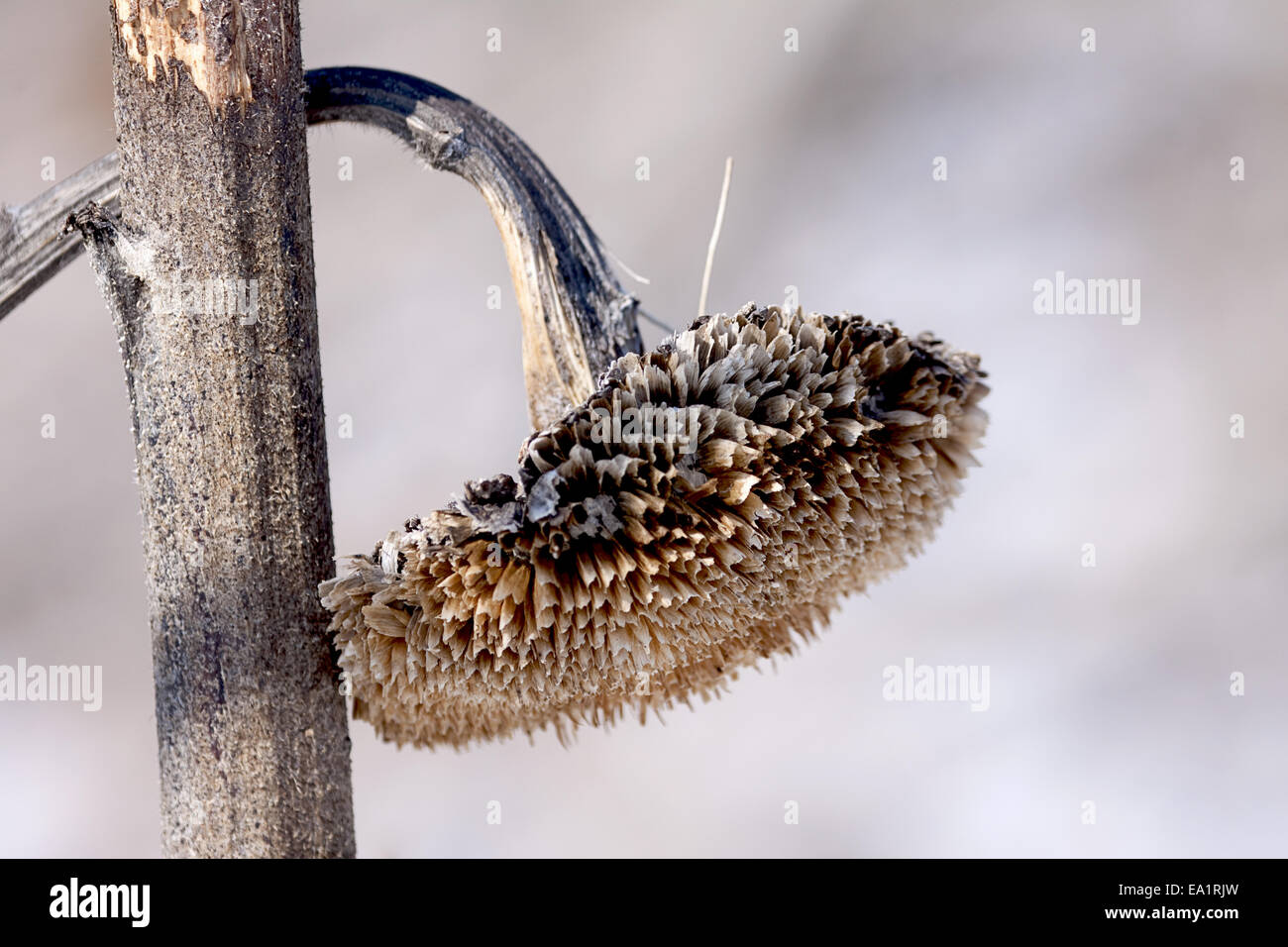 The transience hi-res stock photography and images - Alamy
