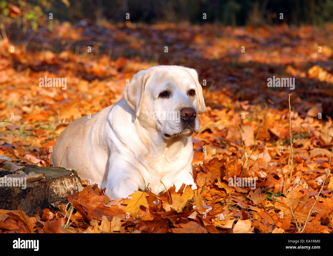 a nice yellow labrador in the park in autumn Stock Photo - Alamy