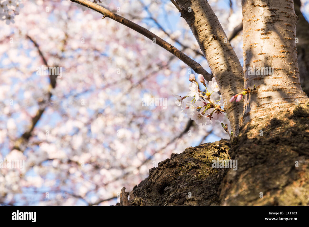 Single Cherry blossom in gnarled tree Stock Photo - Alamy