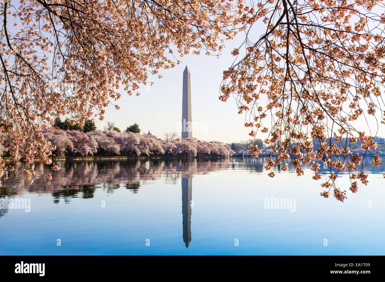 Washington Monument towers above blossoms Stock Photo - Alamy