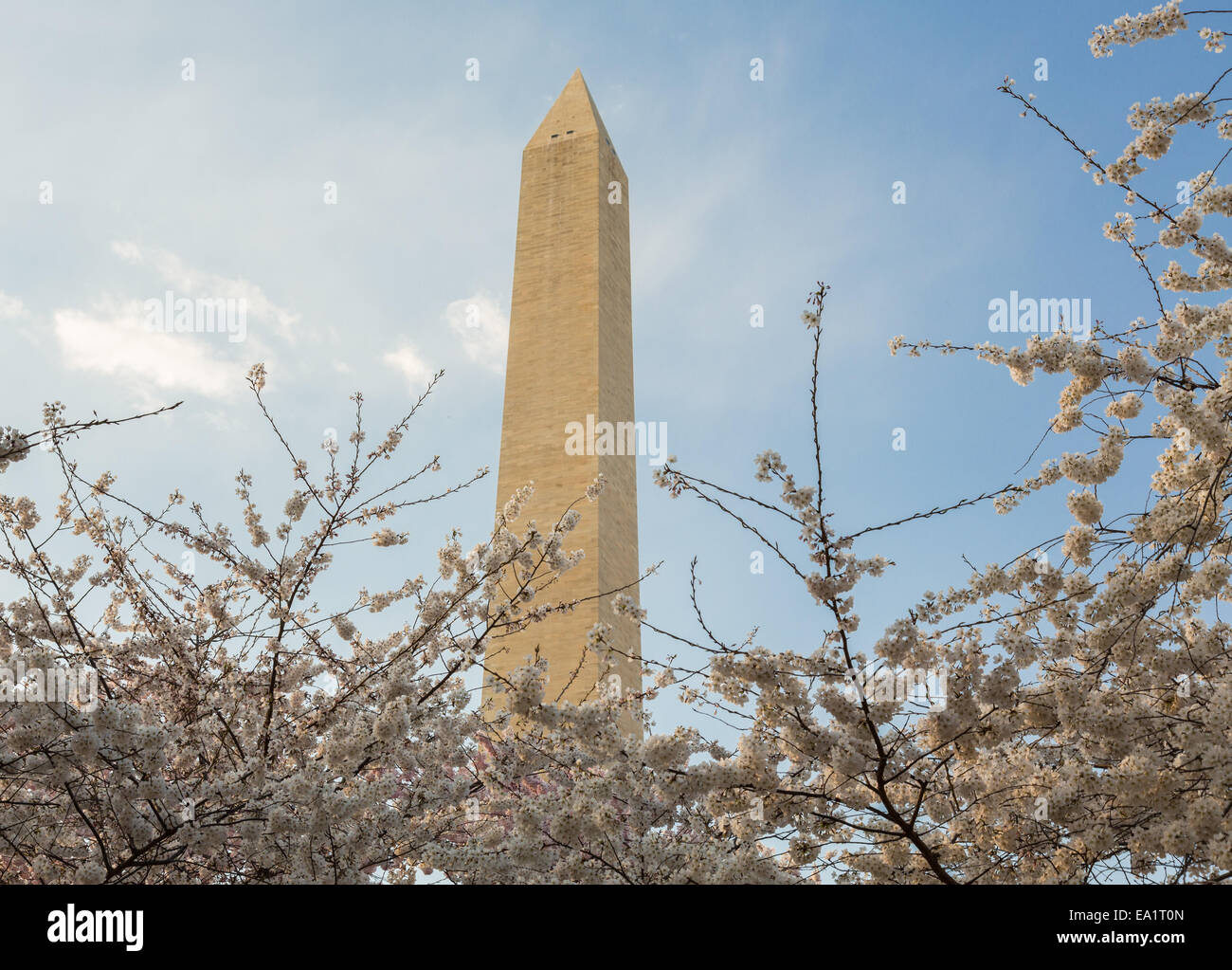 Washington Monument towers above blossoms Stock Photo - Alamy