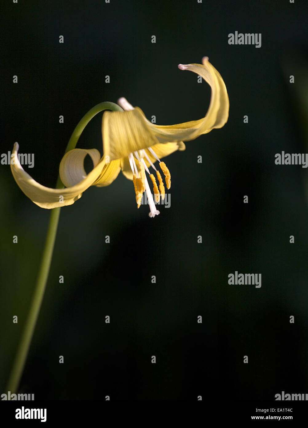 Americanum hi-res stock photography and images - Alamy