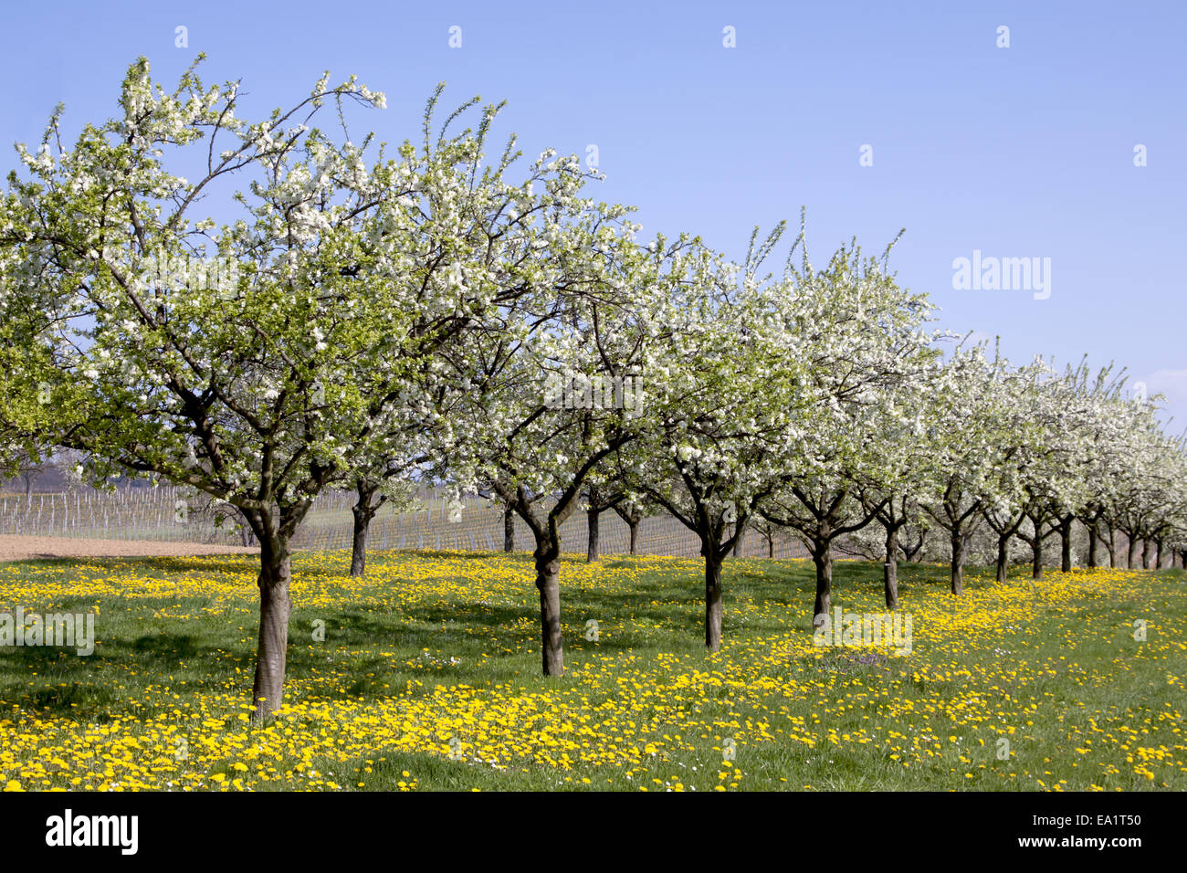 Orchard in spring Stock Photo - Alamy