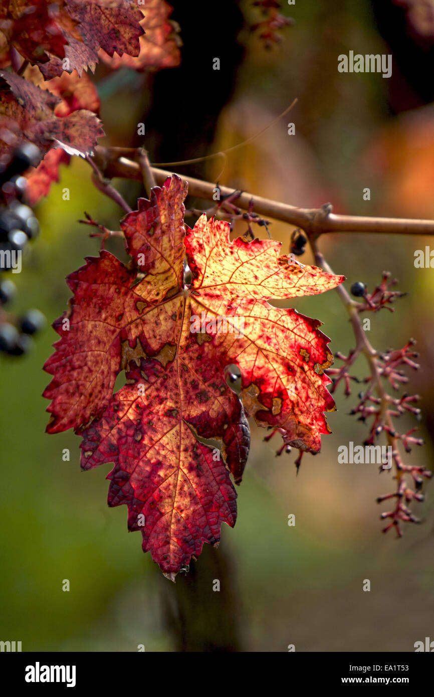 Red vine leafs Stock Photo - Alamy