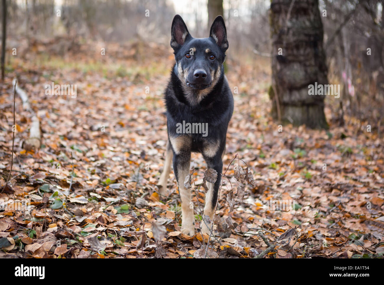 Stray big dog in the autumn forest Stock Photo - Alamy