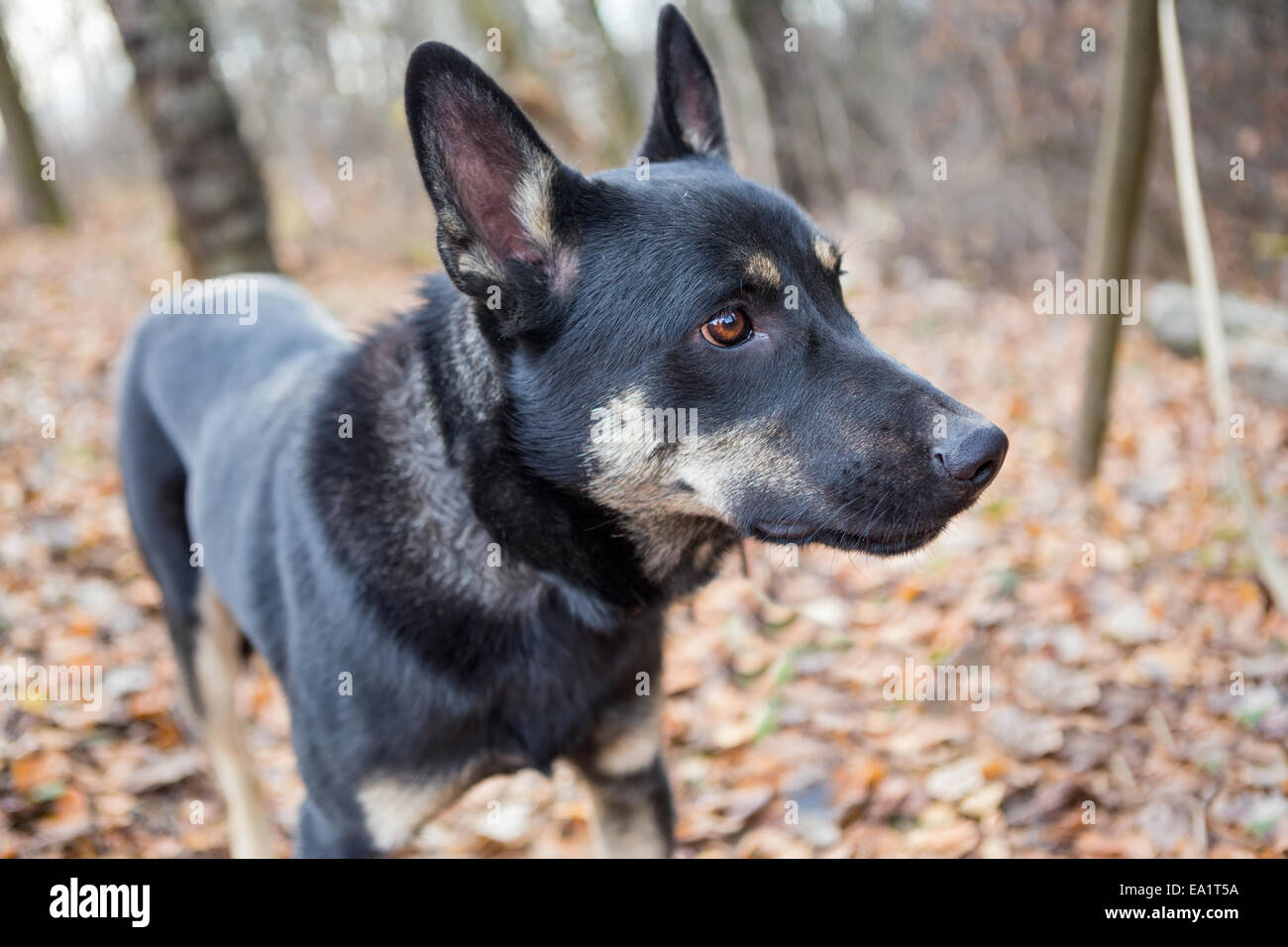 Stray big dog in the autumn forest Stock Photo - Alamy
