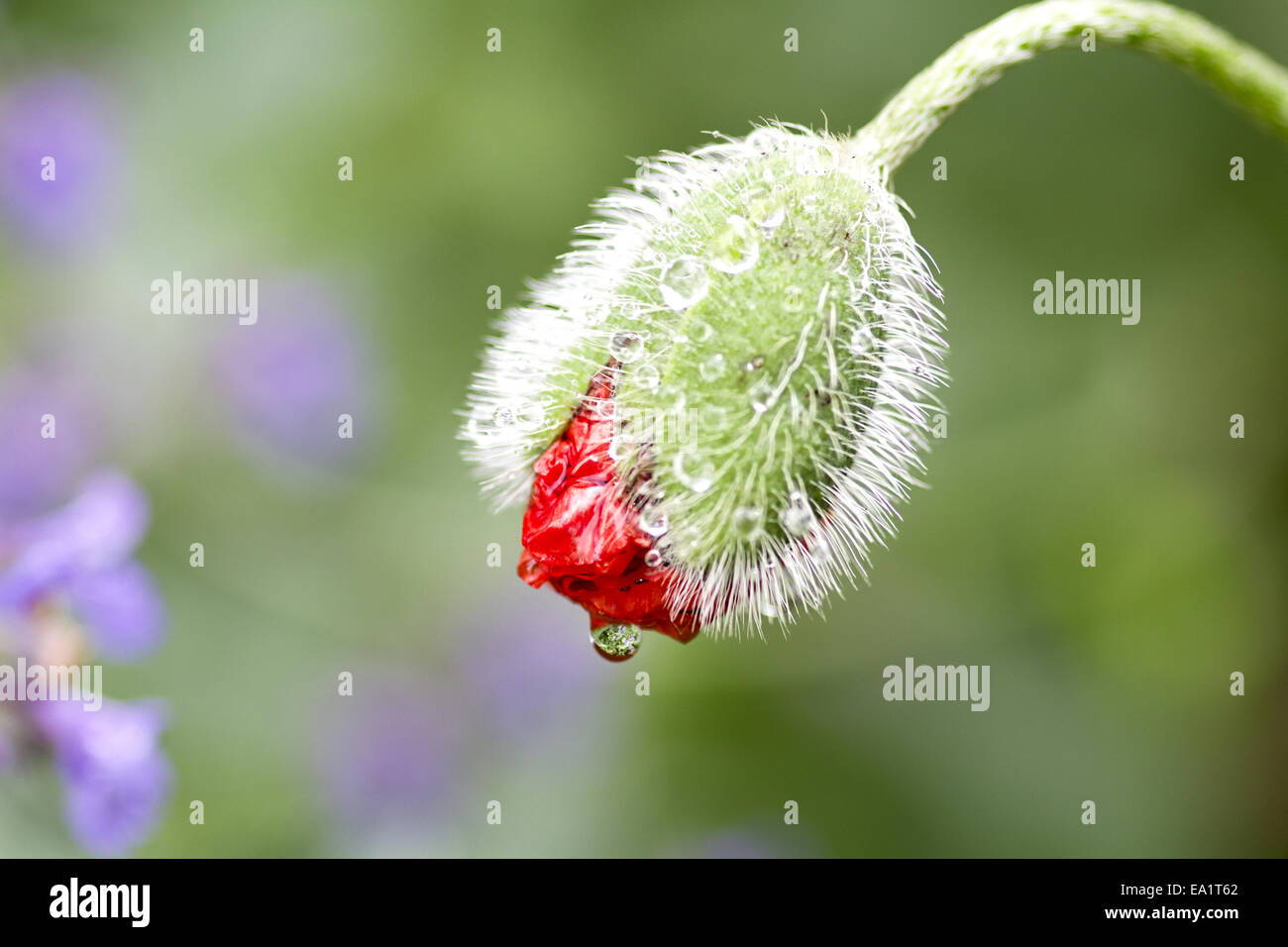 Poppy bud with raindrops Stock Photo - Alamy
