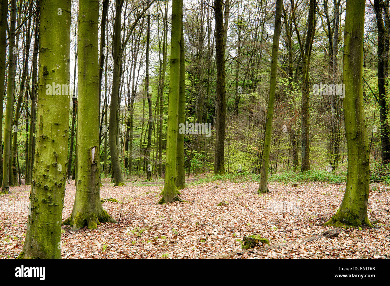 Springtime in the forest hi-res stock photography and images - Alamy