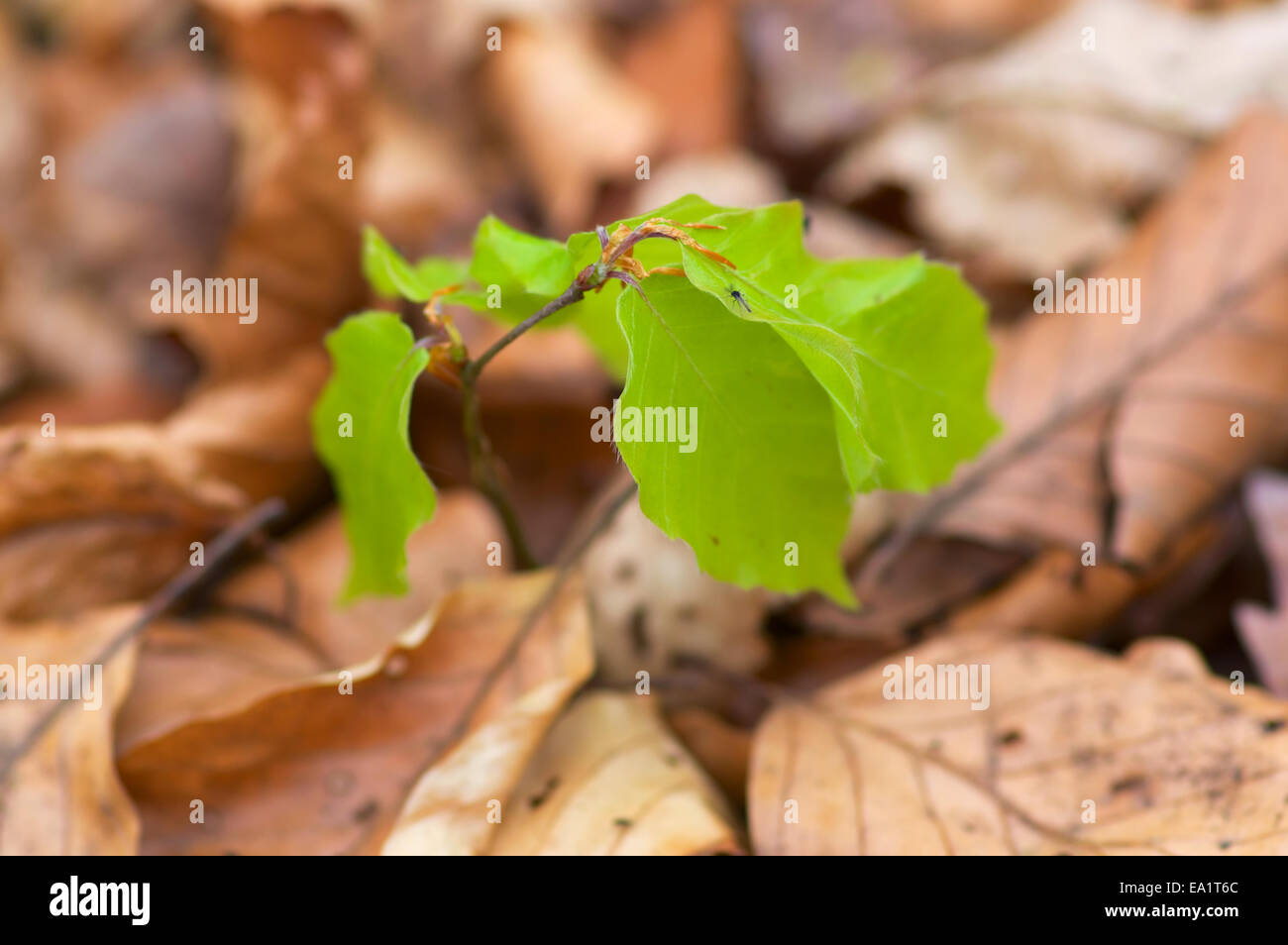 Springtime in the forest Stock Photo - Alamy